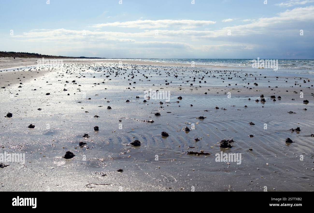 Laesoe, Denmark: View over the beach with hundreds of coiled sandworm ...