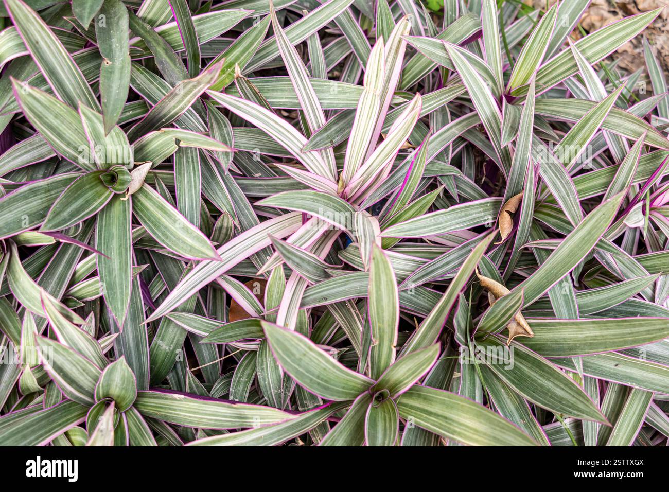 Moses in the cradle plant is scientifically known by the name of ...