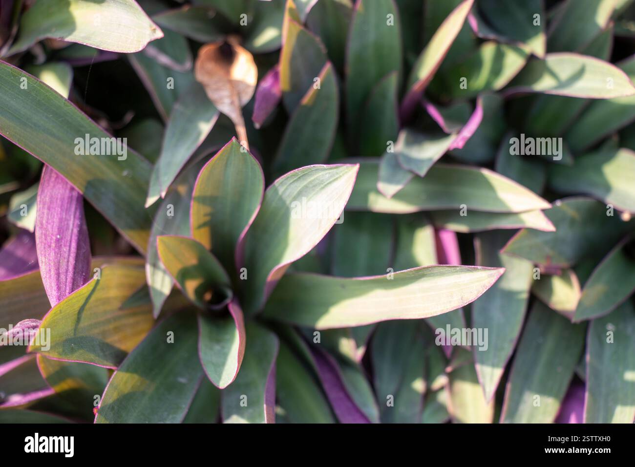 Moses in the cradle plant is scientifically known by the name of ...