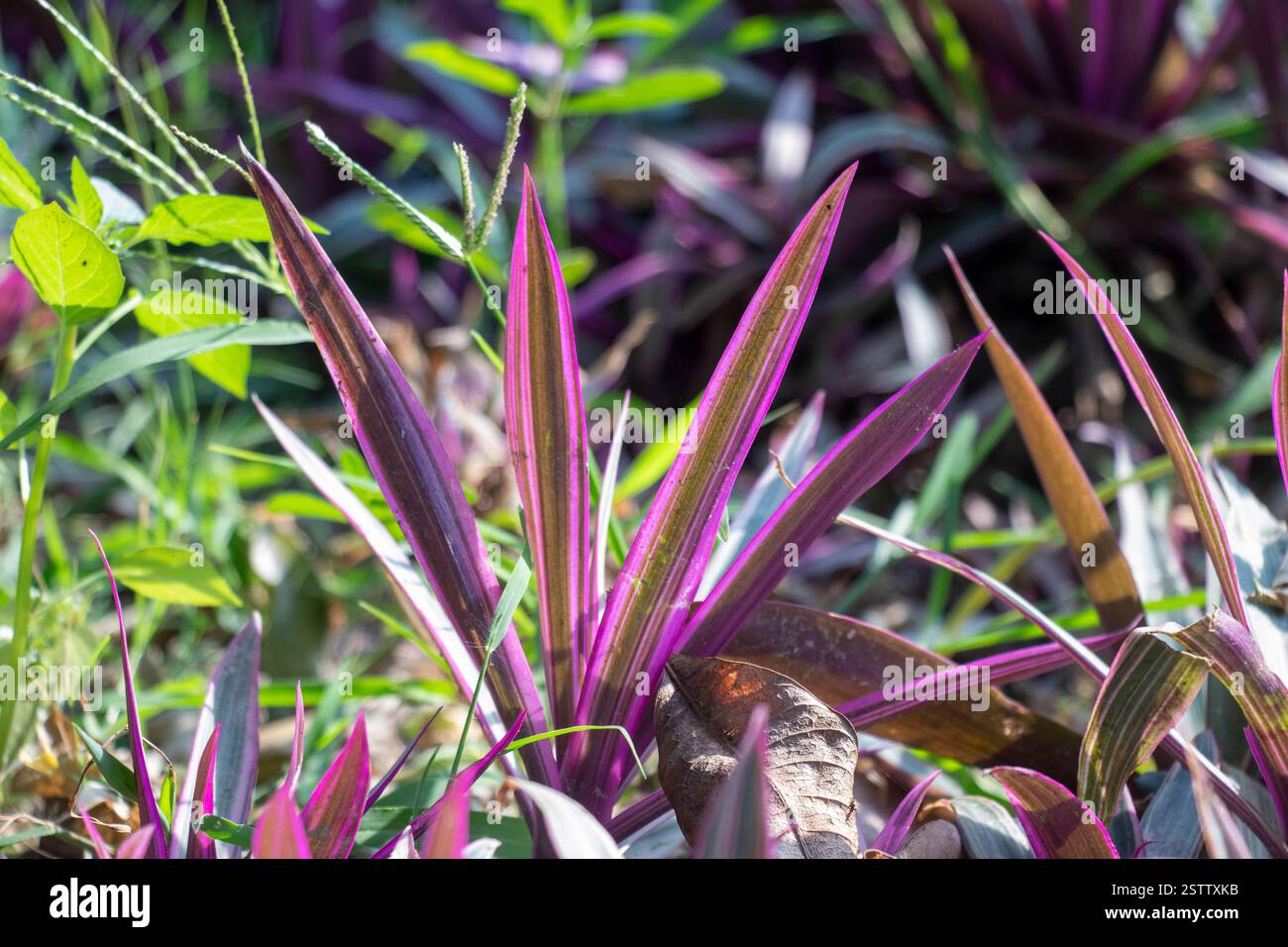 Moses in the cradle plant is scientifically known by the name of ...