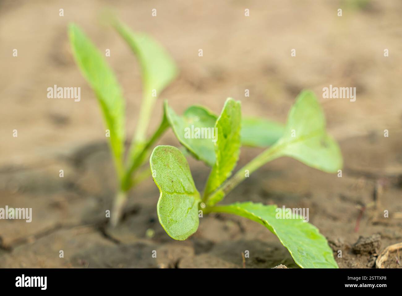 Radish is eaten as a vegetable. Newly planted radish plant. This is a ...