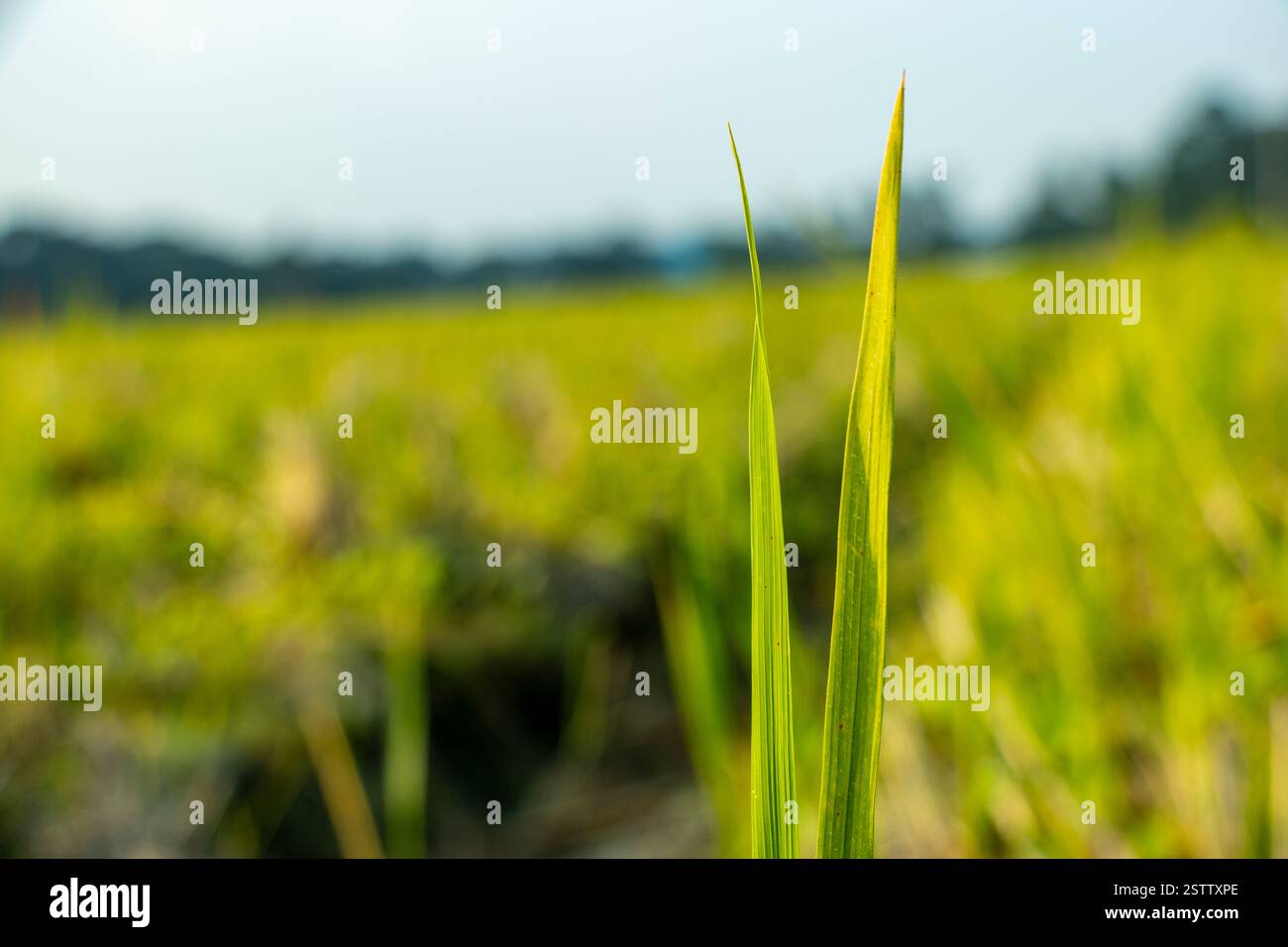 This is a raw rice leaf. Rice is used as a staple food in the Asian ...