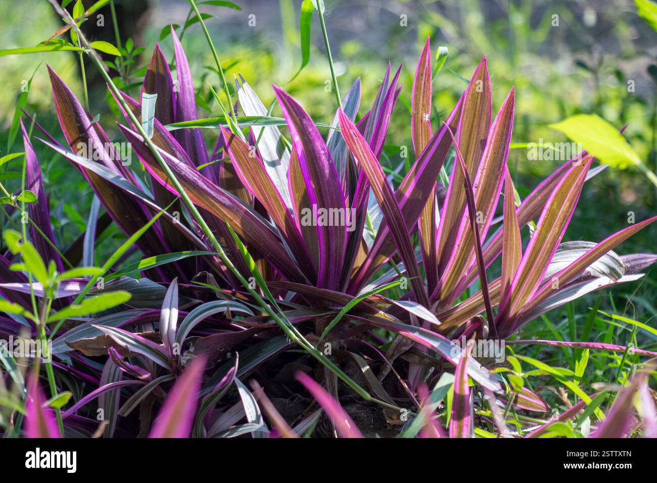 This leaves are purple and green color. Moses in the cradle plant is ...