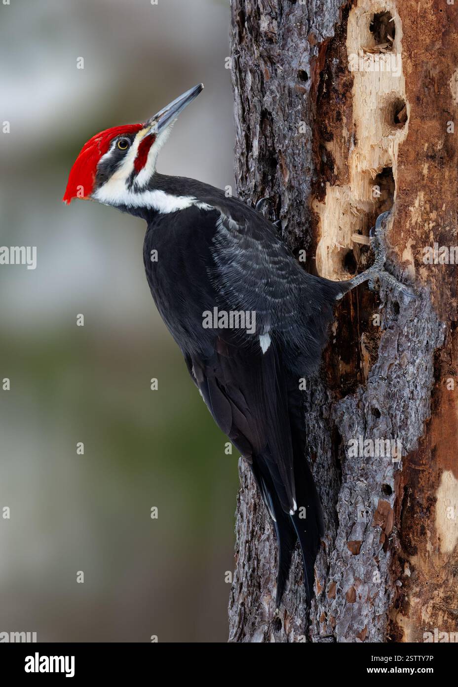 Male Pileated Woodpecker (Dryocopus pileatus) looking for insects by ...