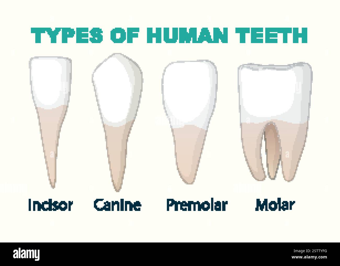 Diagram showing incisor, canine, premolar, molar teeth Stock Vector Image & Art - Alamy