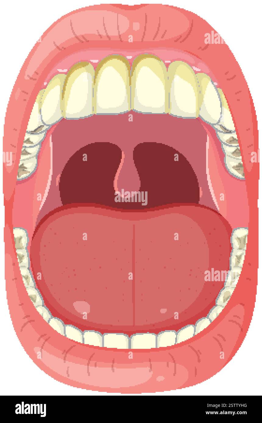Detailed gums hi-res stock photography and images - Alamy