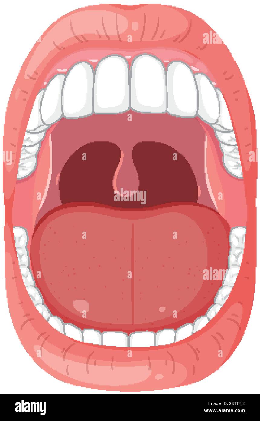 Detailed vector of human mouth and teeth Stock Vector Image & Art - Alamy