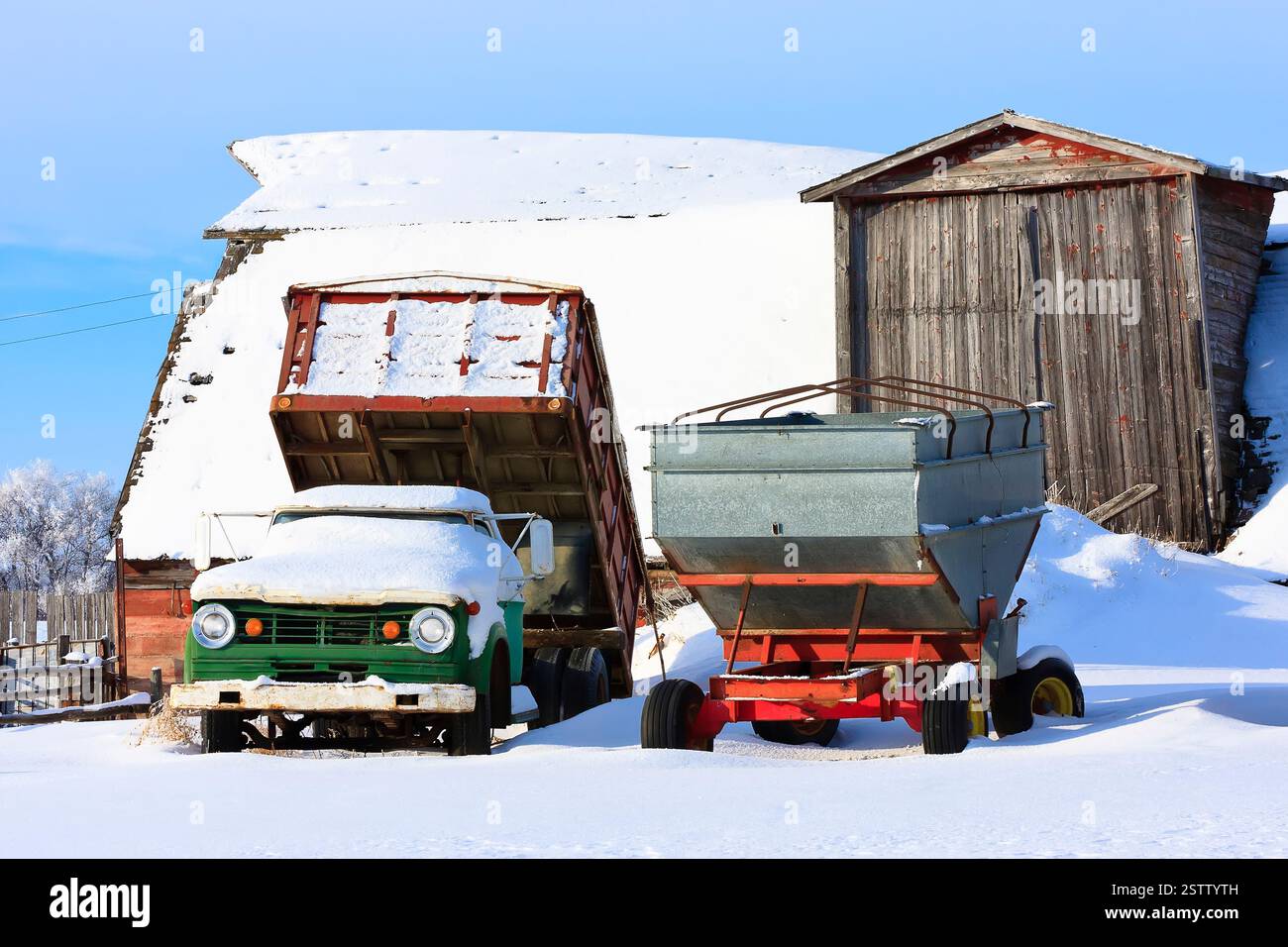 Two old trucks are parked in front of a barn. The trucks are covered in ...