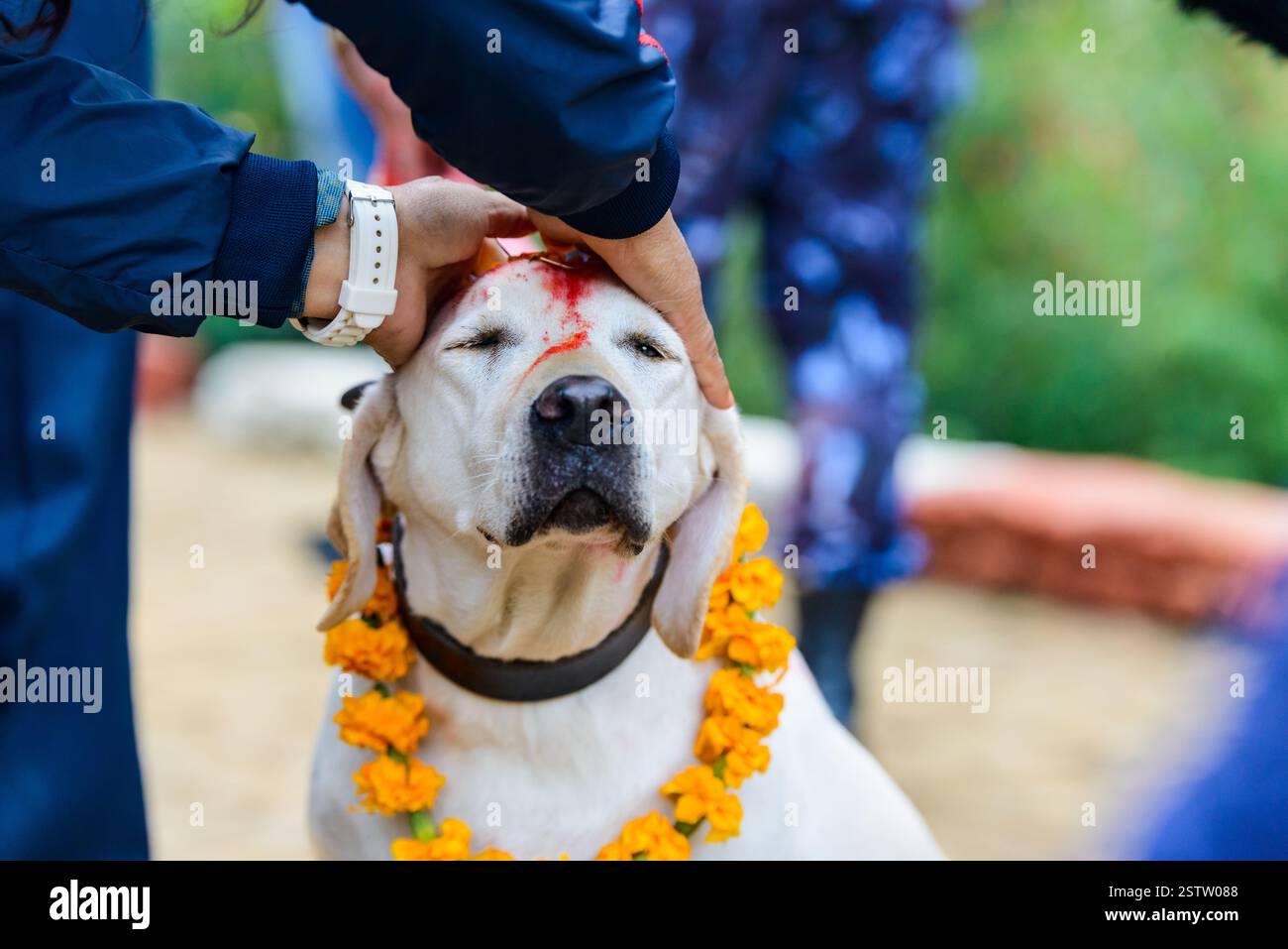 Dog festival Kukur Tihar in Kathmandu, Nepal Stock Photo - Alamy