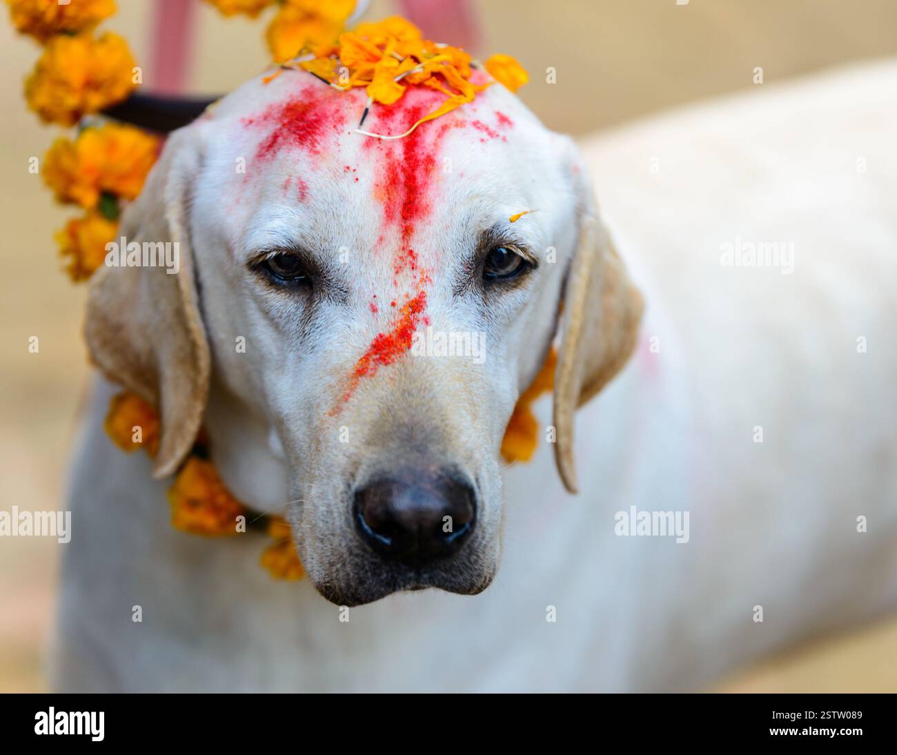 Dog festival Kukur Tihar in Kathmandu, Nepal Stock Photo - Alamy
