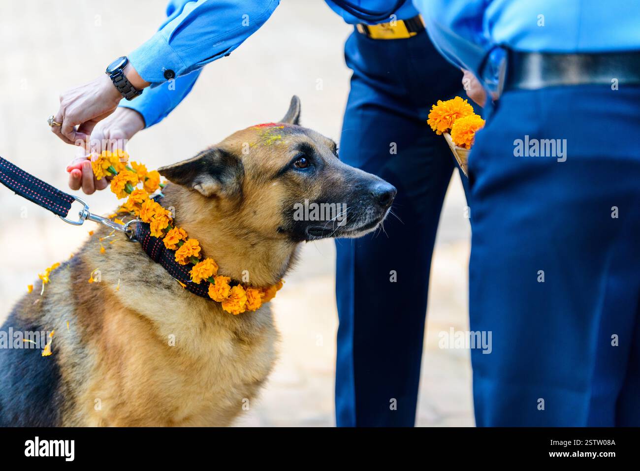 Dog festival Kukur Tihar in Kathmandu, Nepal Stock Photo - Alamy