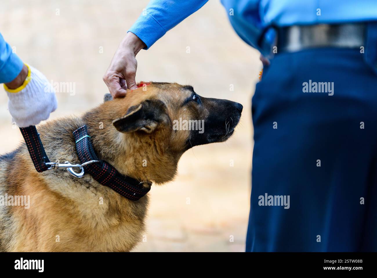 Dog festival Kukur Tihar in Kathmandu, Nepal Stock Photo - Alamy