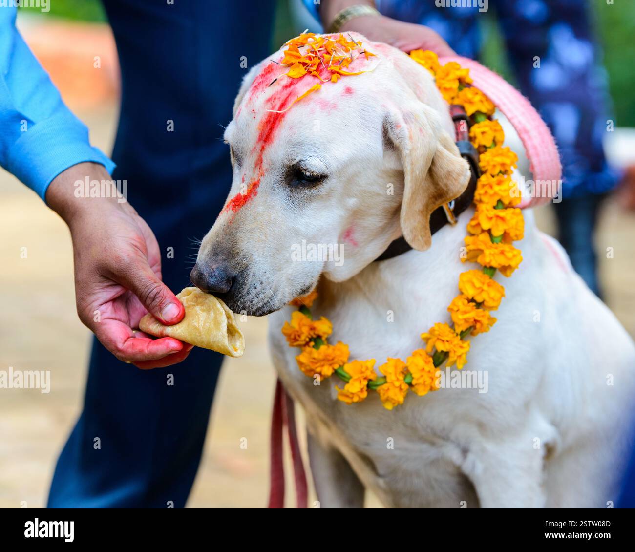 Dog festival Kukur Tihar in Kathmandu, Nepal Stock Photo - Alamy
