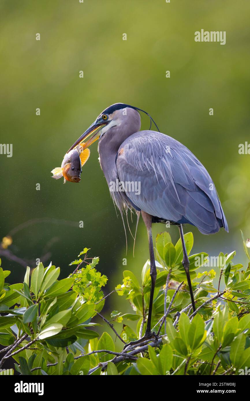 Great Blue Herron with fish Stock Photo - Alamy