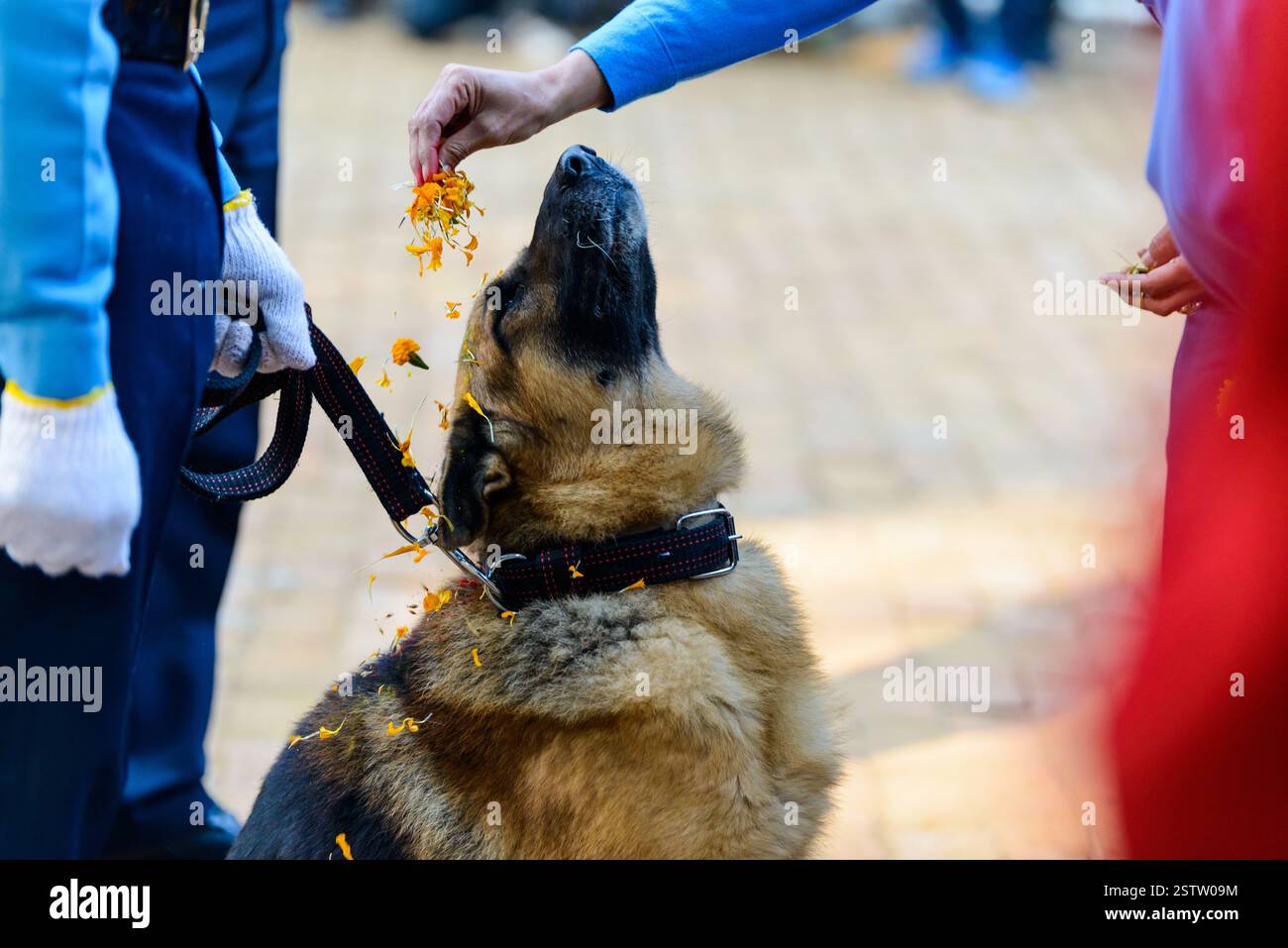 Dog festival Kukur Tihar in Kathmandu, Nepal Stock Photo - Alamy
