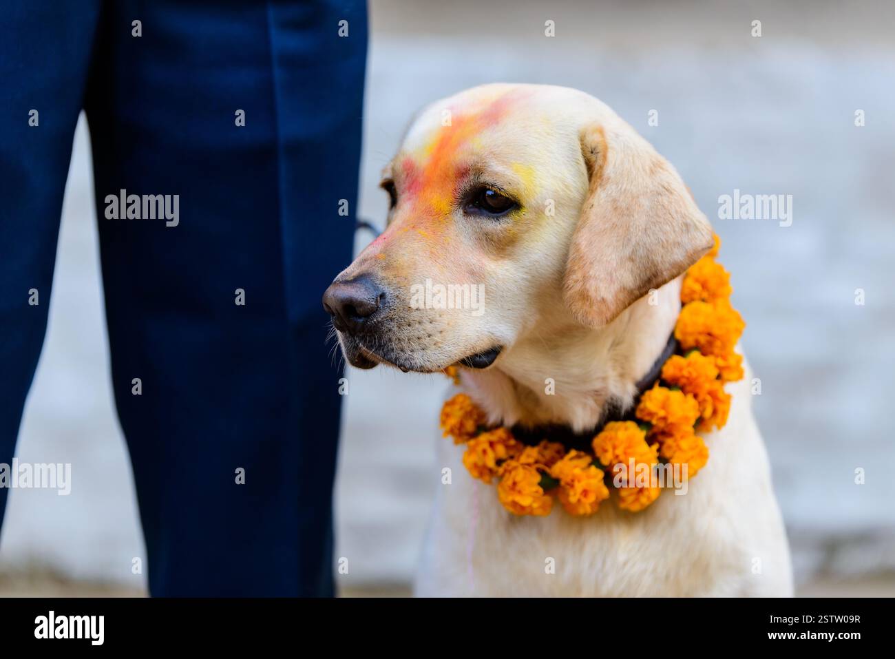 Celebrating Kukur Tihar festival in Kathmandu, Nepal. Dog with tika and ...