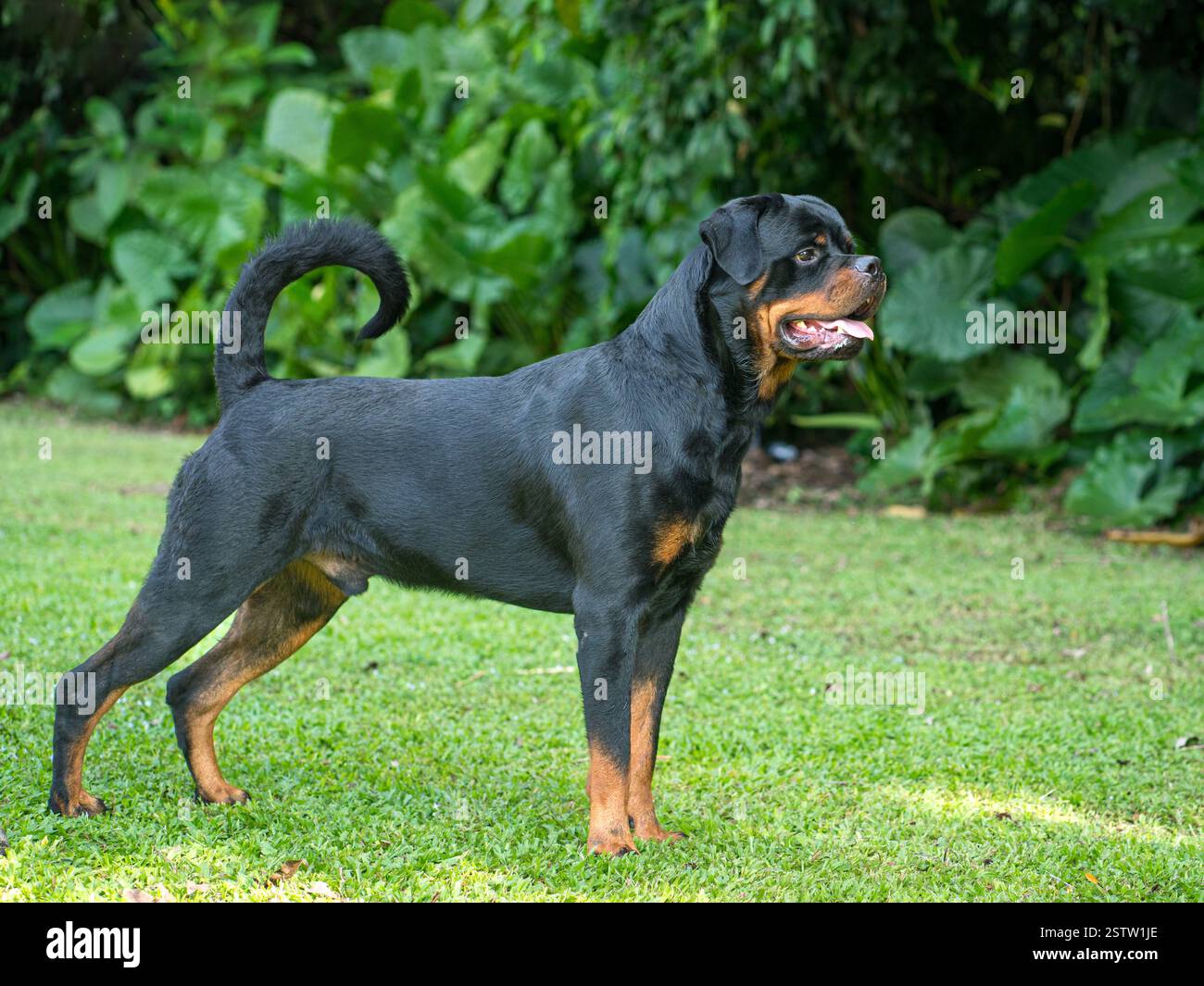 Macho Rottweiler dog, standing in the field. Side profile Stock Photo ...
