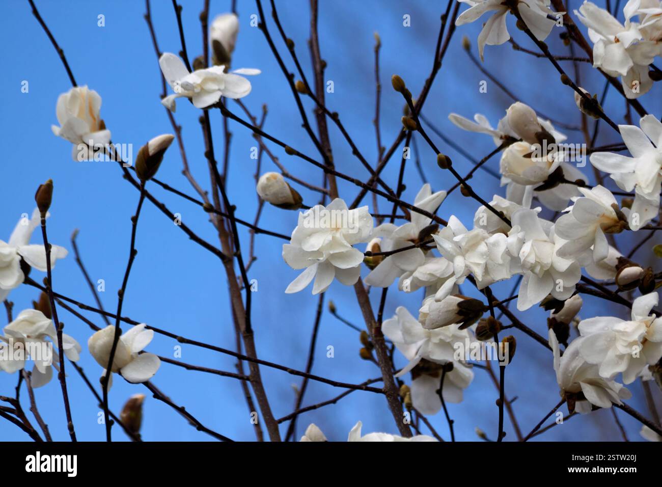 Branches of white magnolia flowers Stock Photo - Alamy