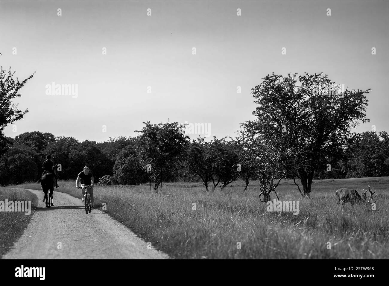 Horse, Bike, and Crown Deer Stock Photo - Alamy