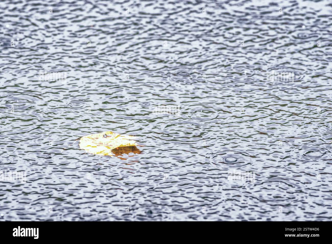 A single yellow autumn leaf floats on a rippling water surface during a ...