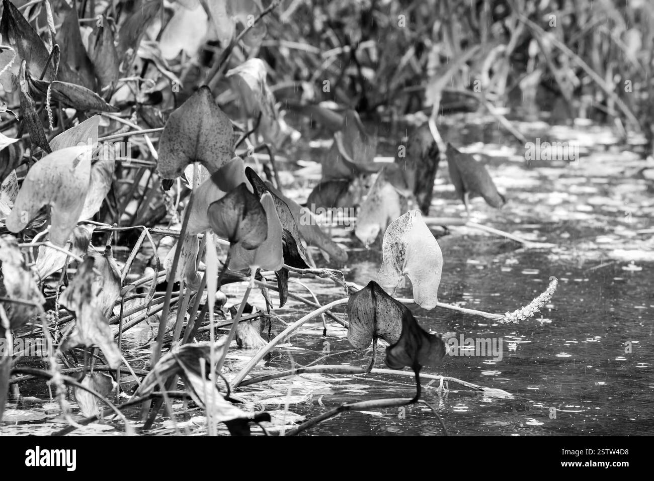 Black and white close-up of withered aquatic plants in a wetland during ...