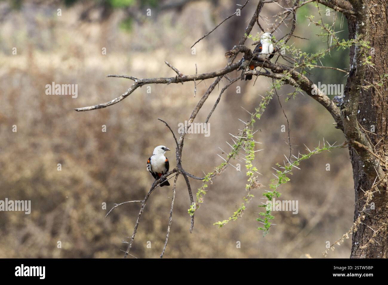 A pair of White-headed Buffalo Weavers (Dinemellia dinemelli) perched ...
