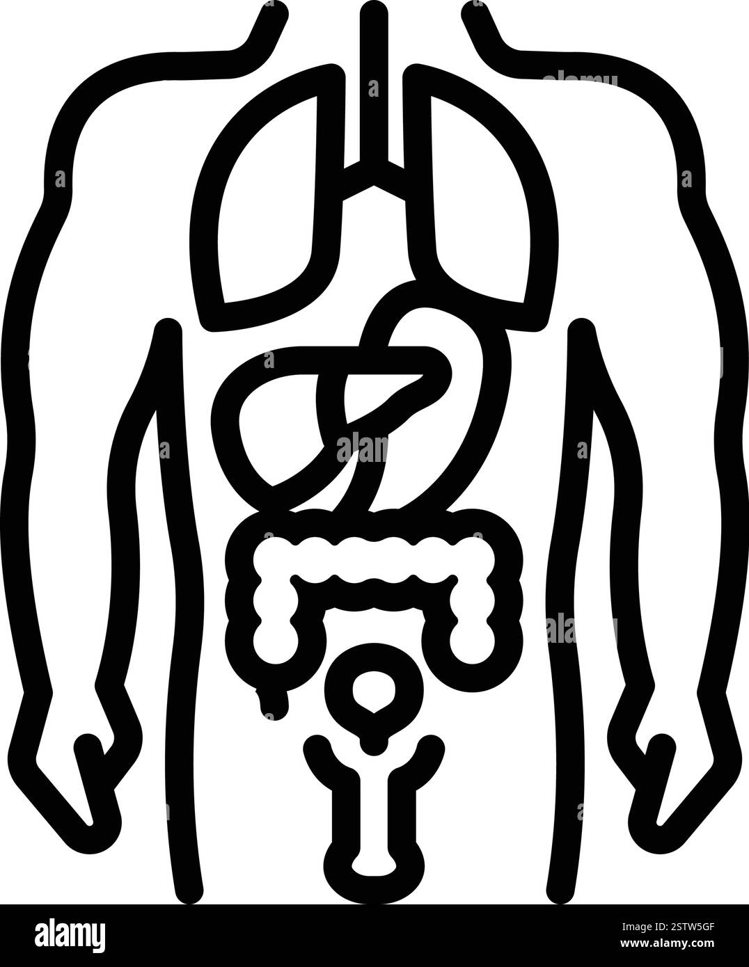 Icon for anatomy, morphology Stock Vector Image & Art - Alamy