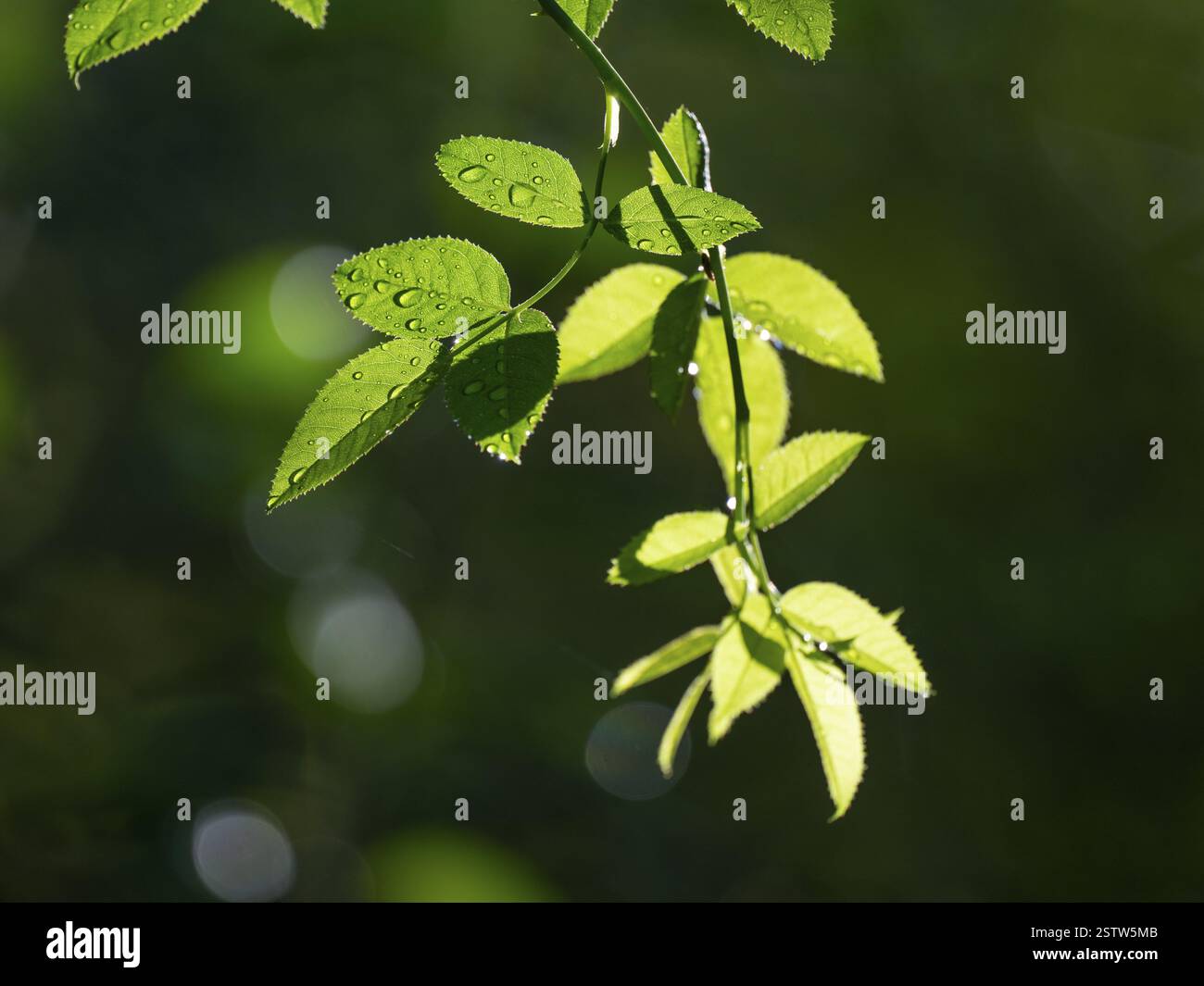Dog rose (Rosa canina), leaves against the light, Thuringia, Germany ...