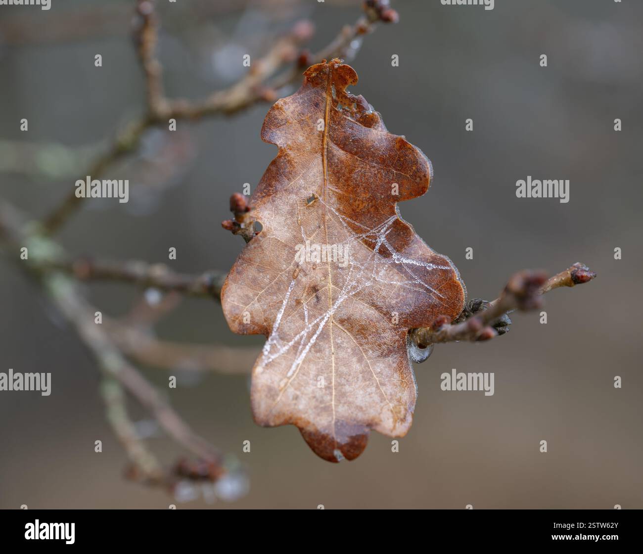 Brown leaf of English oak (Quercus robur), spider thread with frozen ...