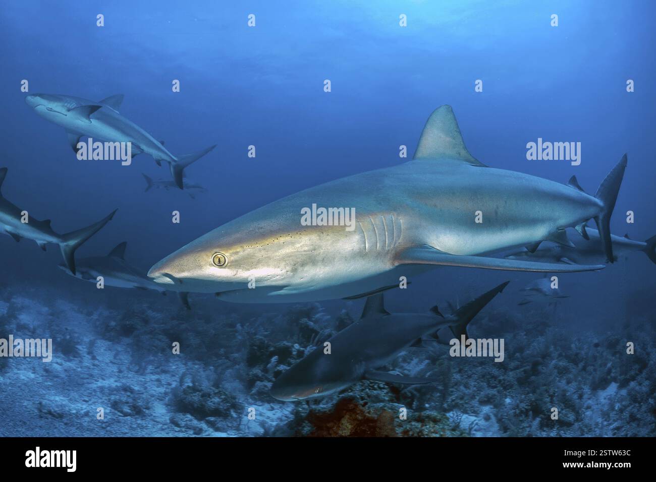 Group of large specimens of Caribbean Reef Shark (Carcharhinus perezi ...