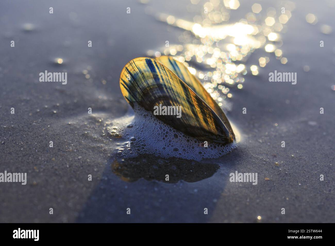 Blue mussel (Mytilus edulis) on the west beach of Norderney, Lower ...