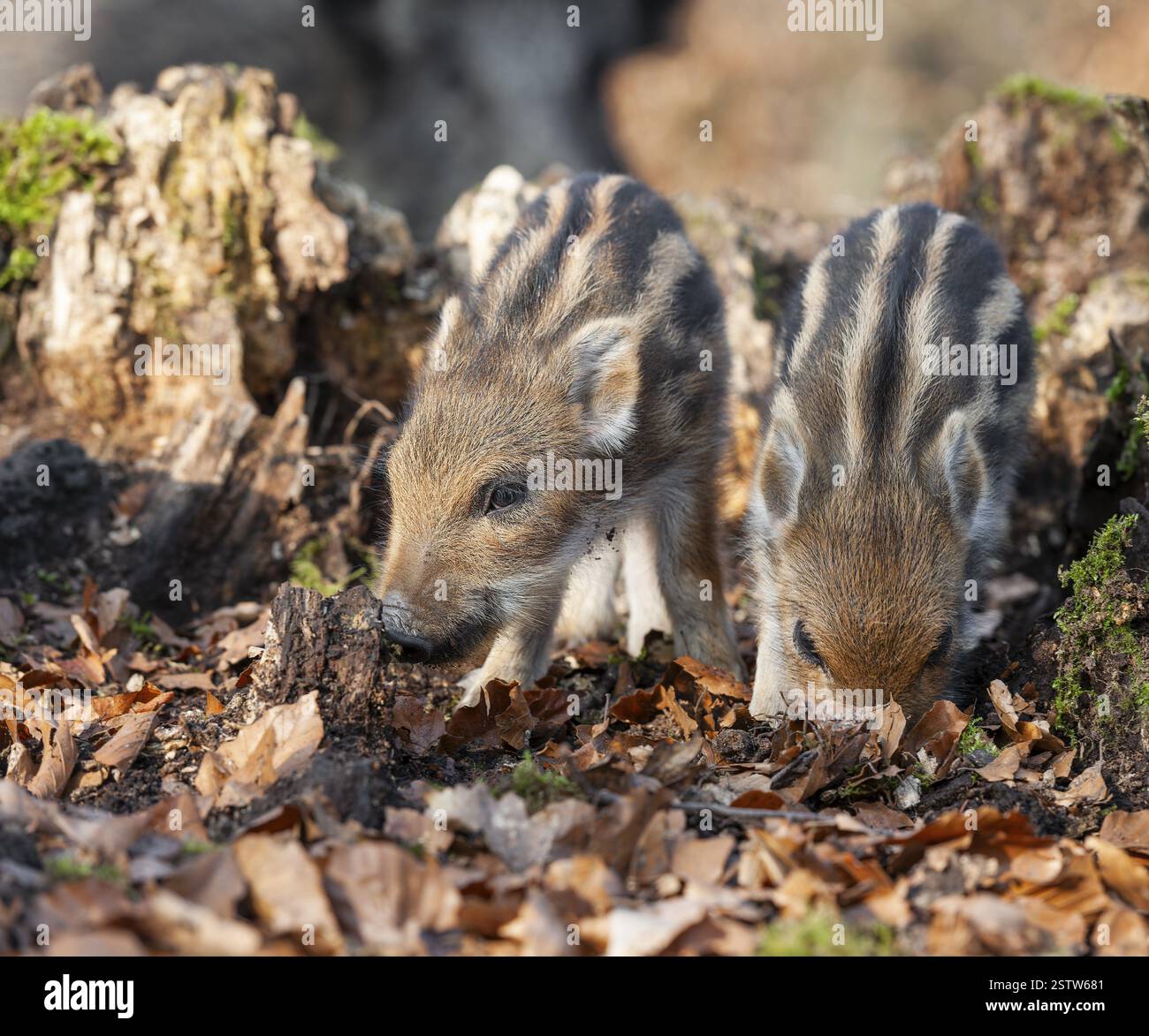 Wild boar, wild boar (Sus scrofa), young boar looking for food at an ...