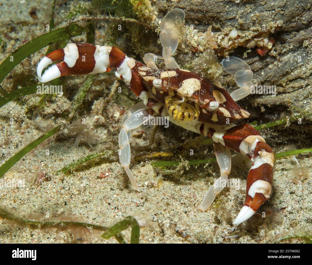 Red-white-red-white-striped cylinder rose swimming crab (Lissocarcinus ...
