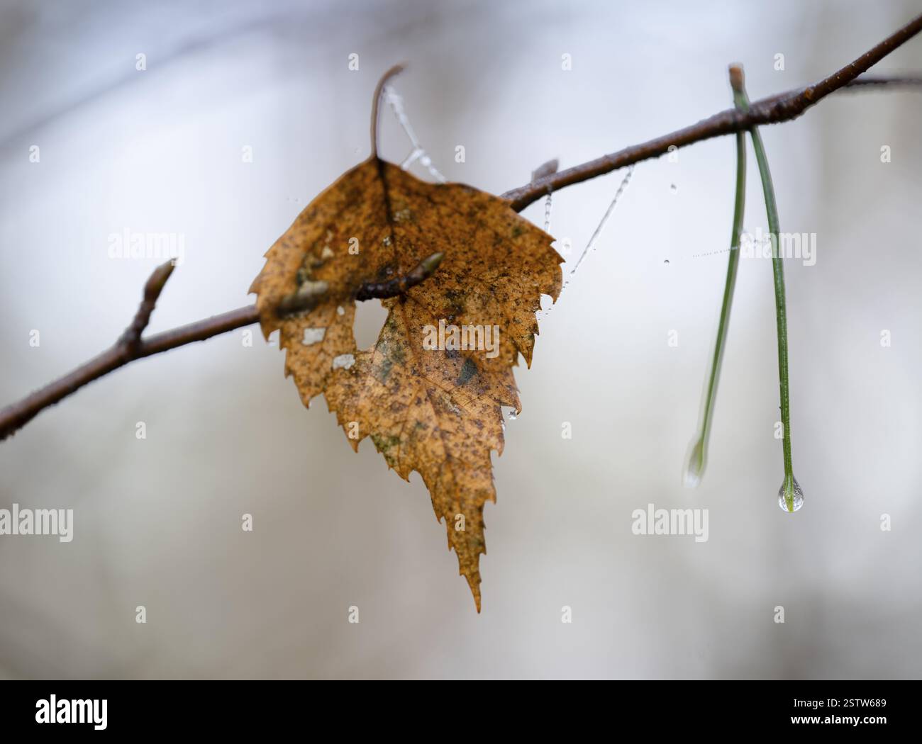 Yellow leaf of a bog birch (Betula pubescens) and needles of Scots pine ...