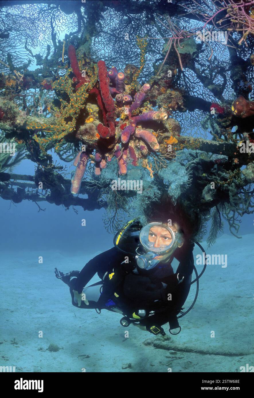 Diver swimming under the remains of a dummy aeroplane frame for the ...