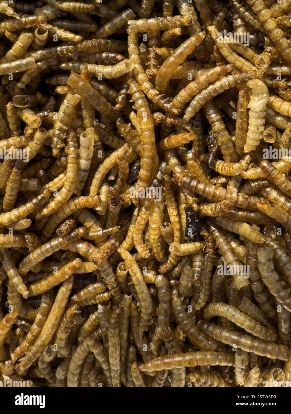 Close-up detail photo of bird food insects insect food mealworms dried ...