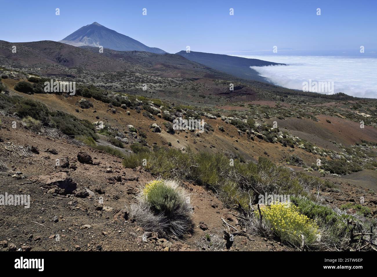 Flowering broomrape (Descurainia bourgaeana) in volcanic landscape ...