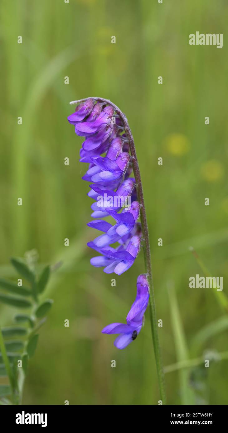 Common vetch (Vicia caracca), butterfly flower family (Fabaceae), blue ...
