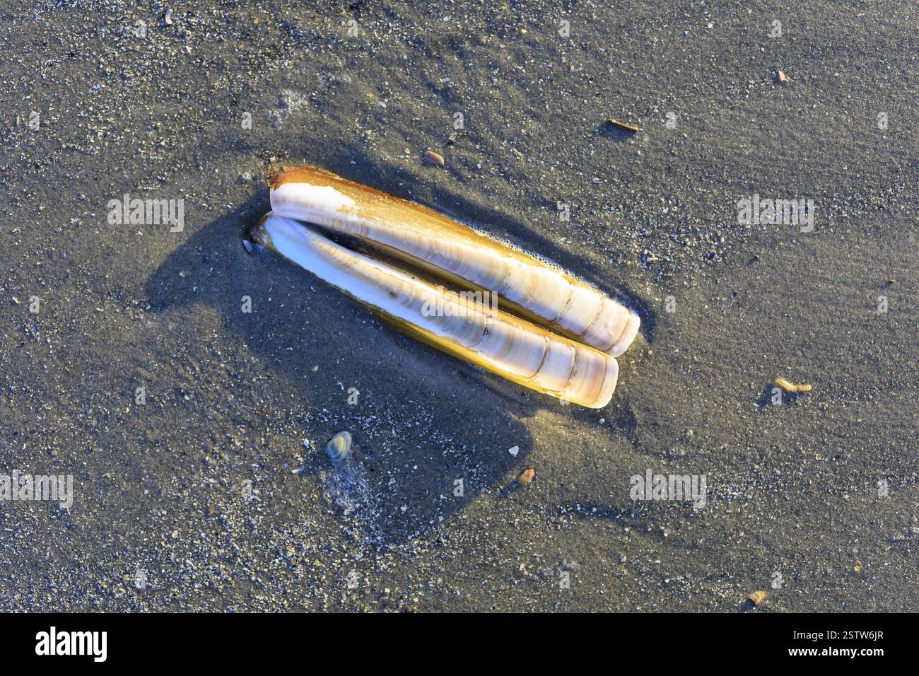 Sheath mussel (Ensis ensis) on the west beach of Norderney, Lower ...