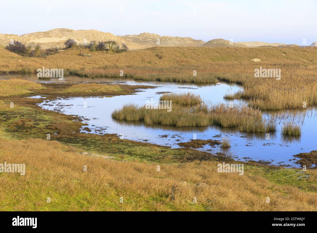 Groundwater forms small ponds in the dune landscape in Norderney, Lower ...