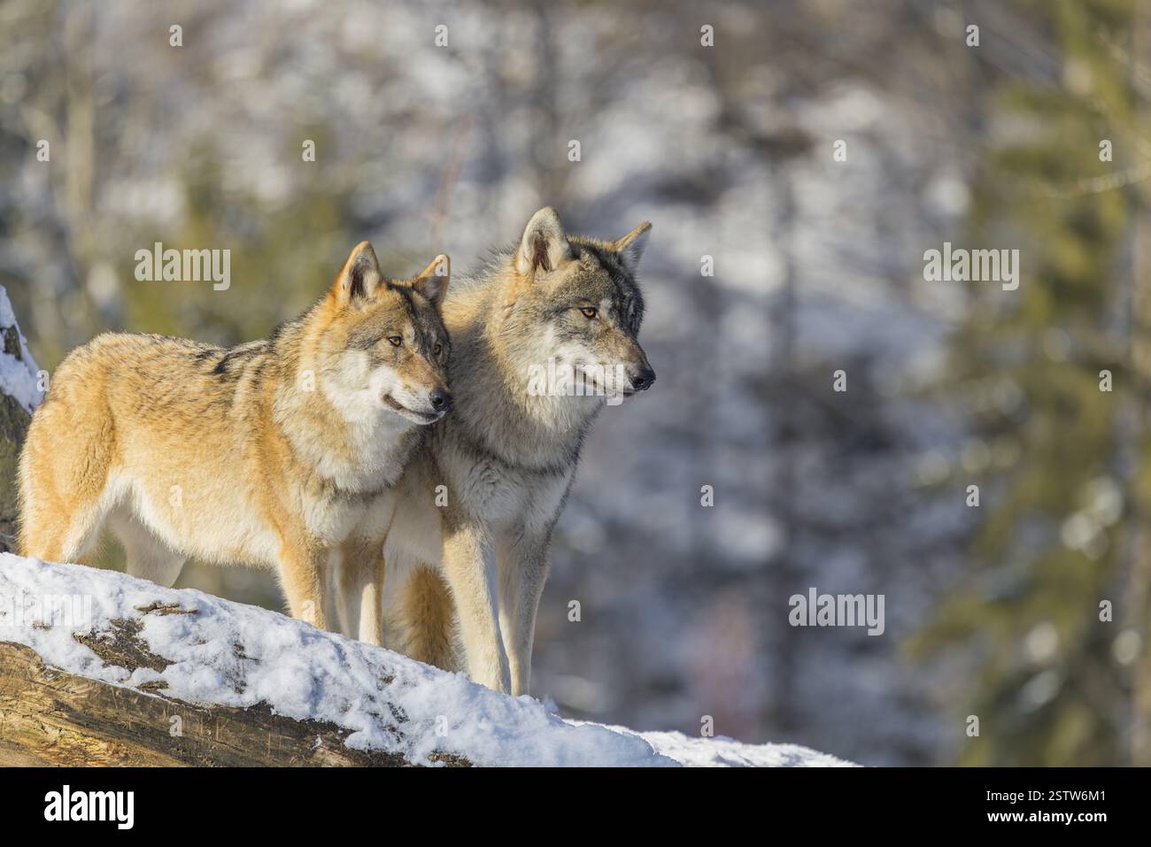 Two grey wolves (Canis lupus lupus) stand on a snow-covered hill between a rock and a fallen ...