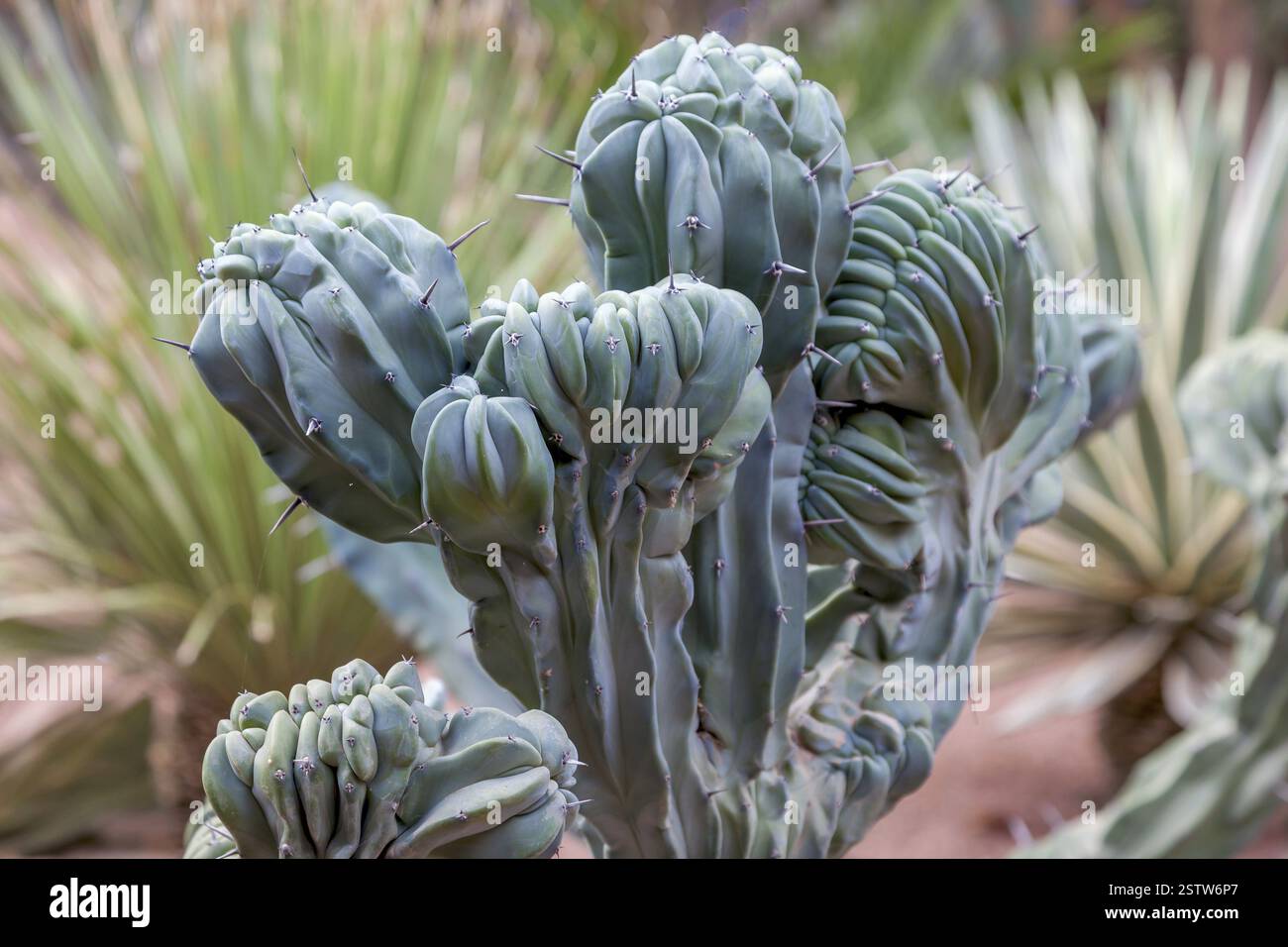Myrtillocactus geometrizans cristata, Blue Crested Cactus, Cactus ...