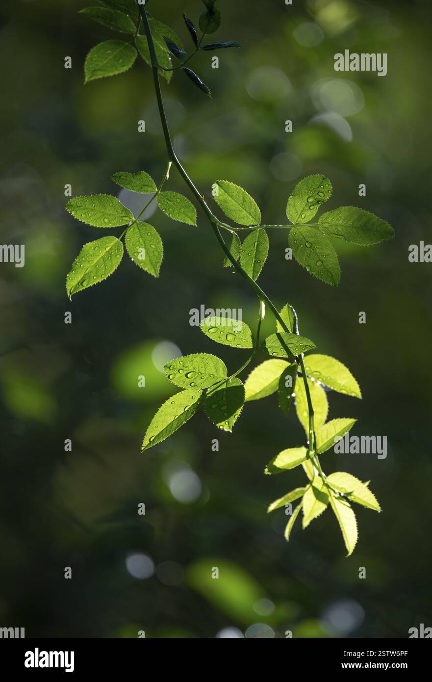Dog rose (Rosa canina), leaves against the light, Thuringia, Germany ...
