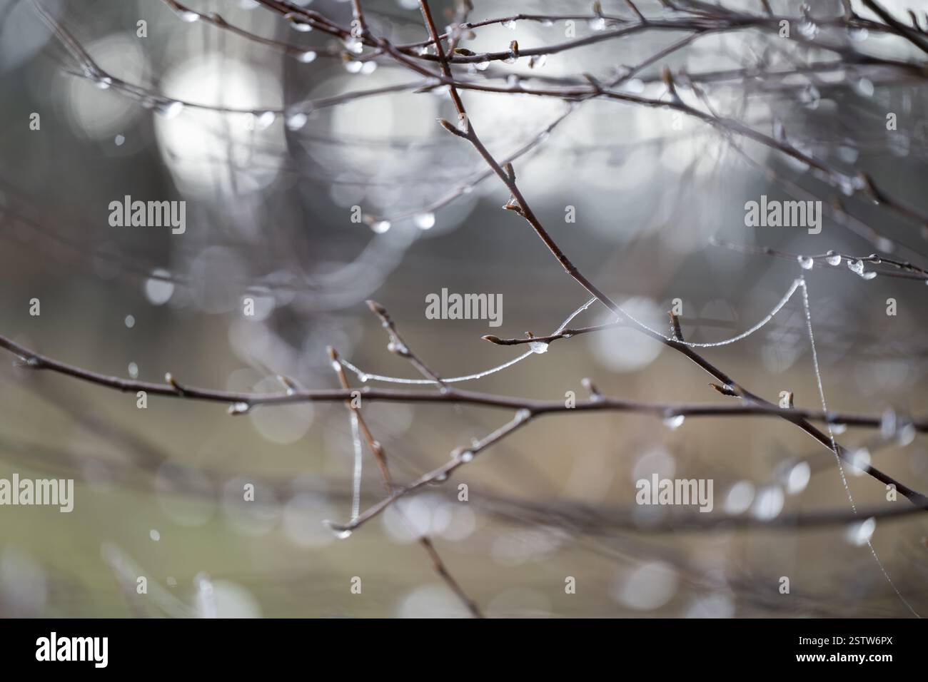 Branches of bog birch (Betula pubescens) and spider threads with frozen ...