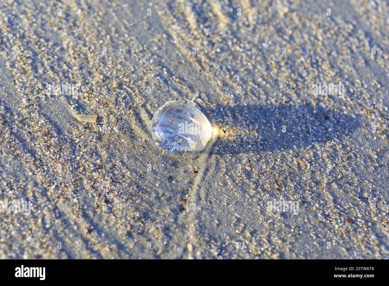 Small jellyfish washed up on the beach, sun reflected as if in a lens ...