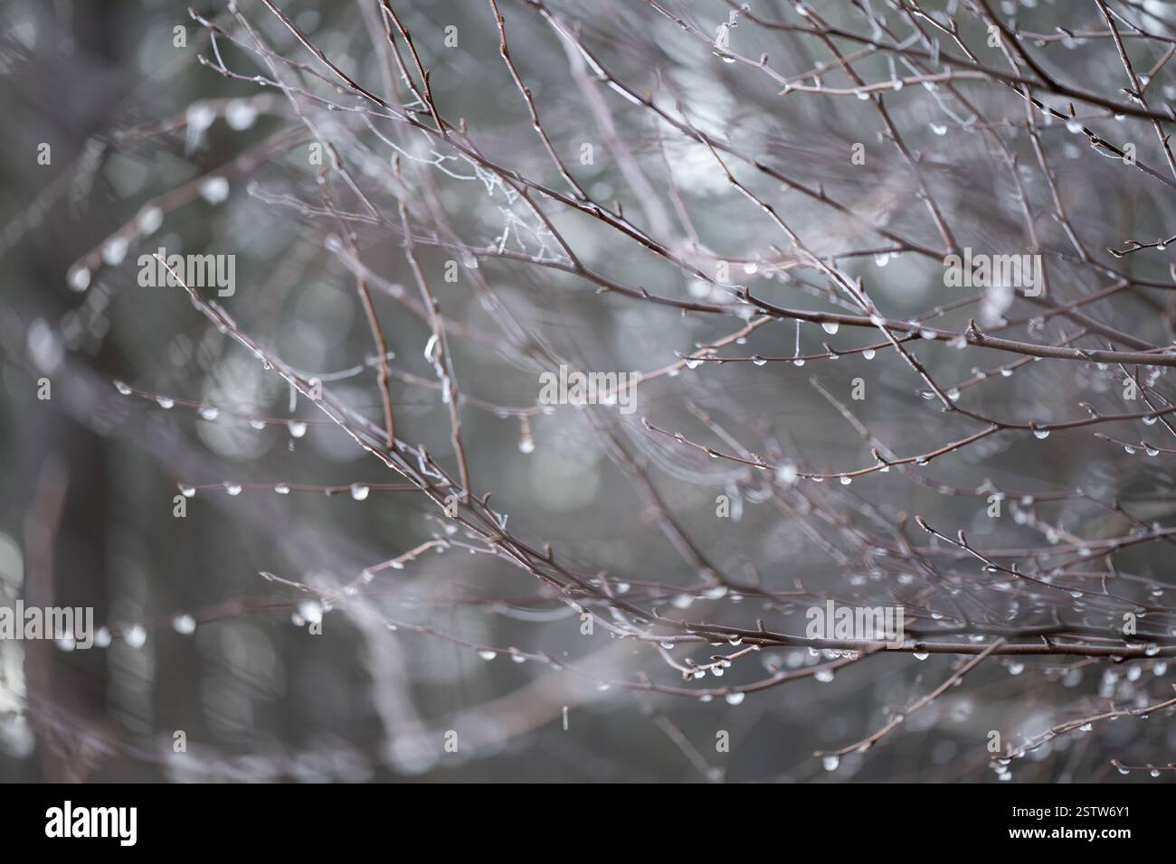 Branches of bog birch (Betula pubescens) with frozen water drops ...