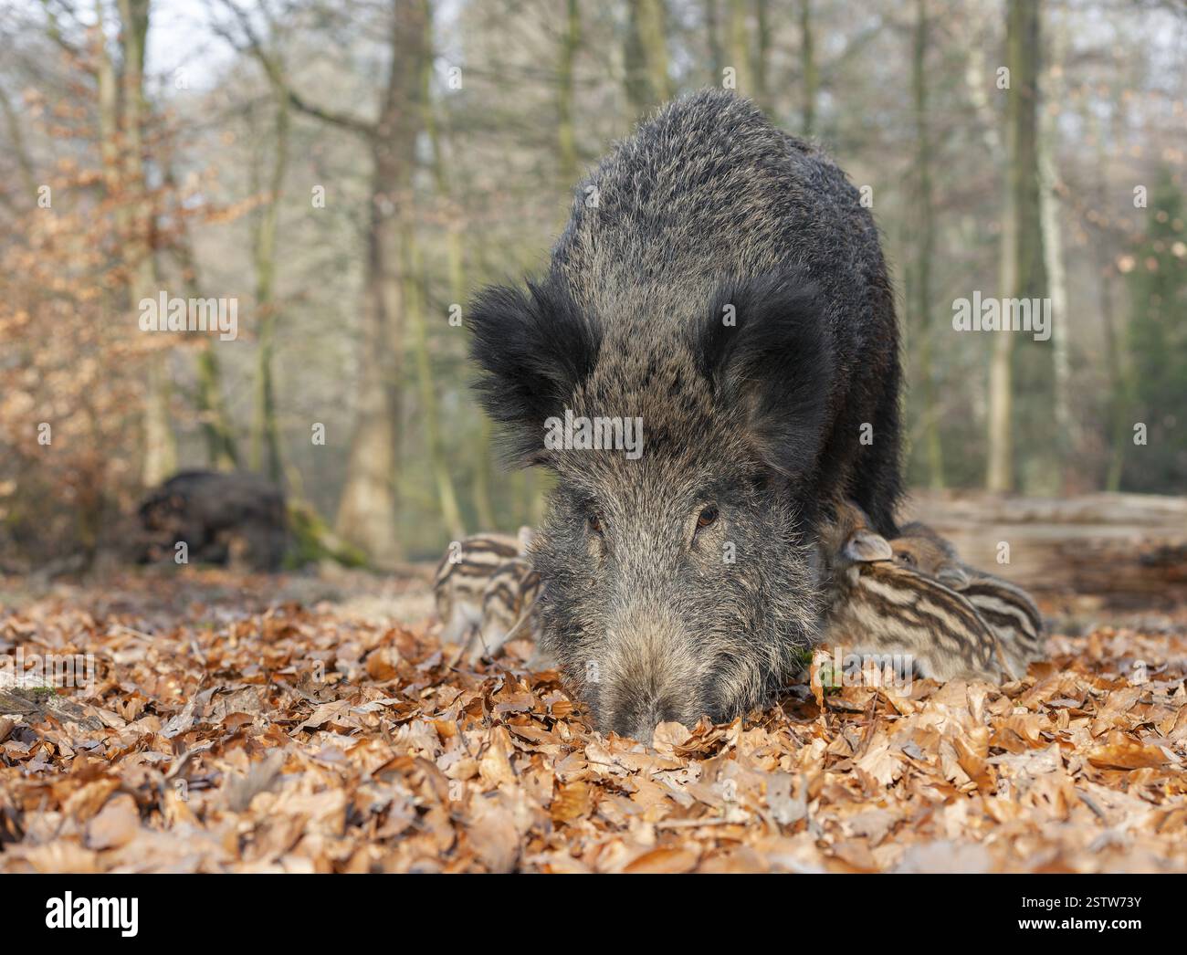 Wild boar, wild boar (Sus scrofa) a sow suckling young boars in the ...