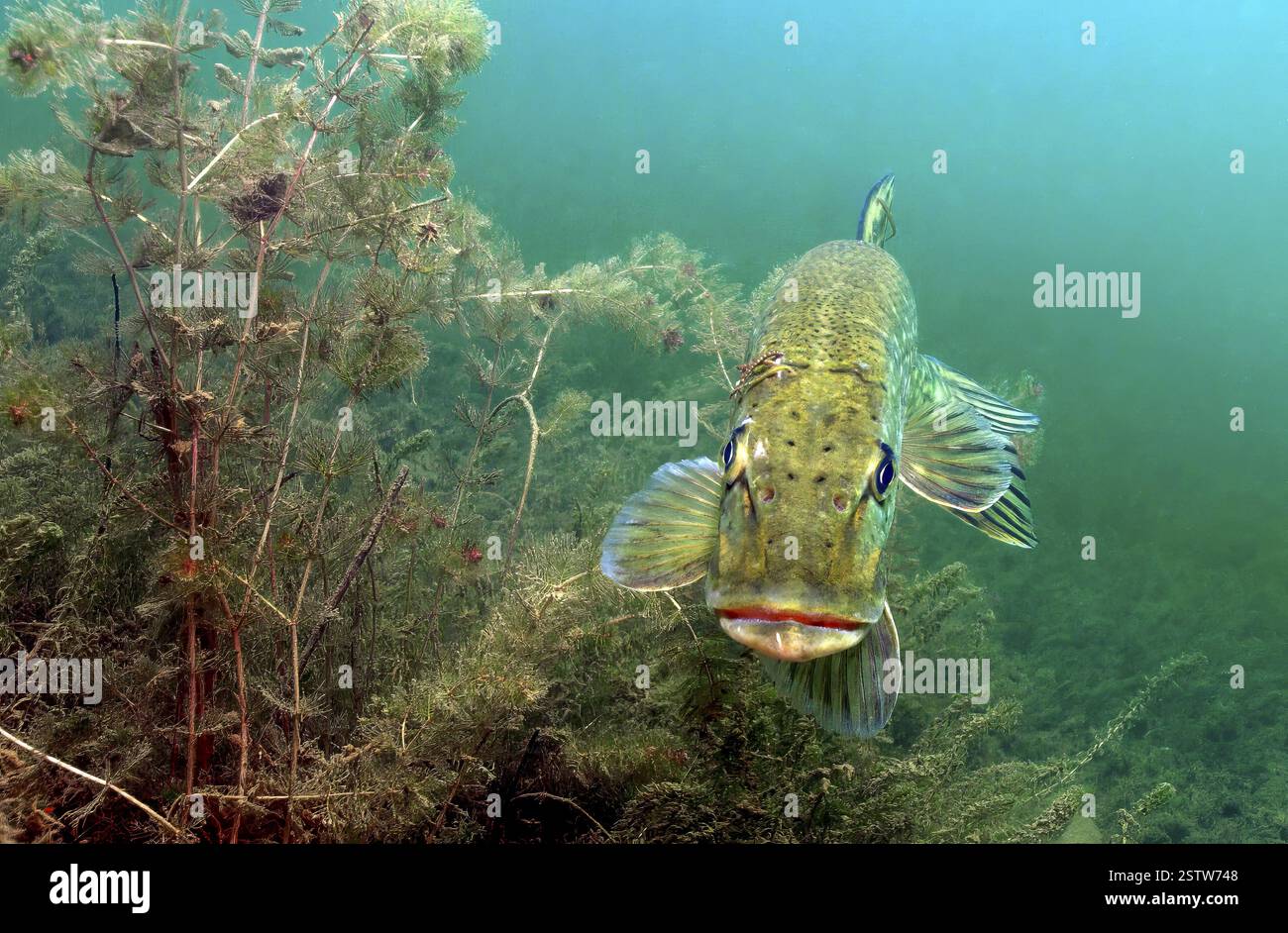 Close-up frontal view of European pike (Esox lucius) Predatory fish ...