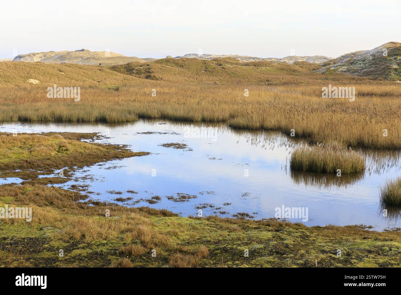 Groundwater forms small ponds in the dune landscape in Norderney, Lower ...