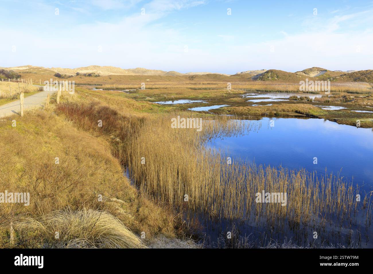 Groundwater forms small ponds in the dune landscape in Norderney, Lower ...